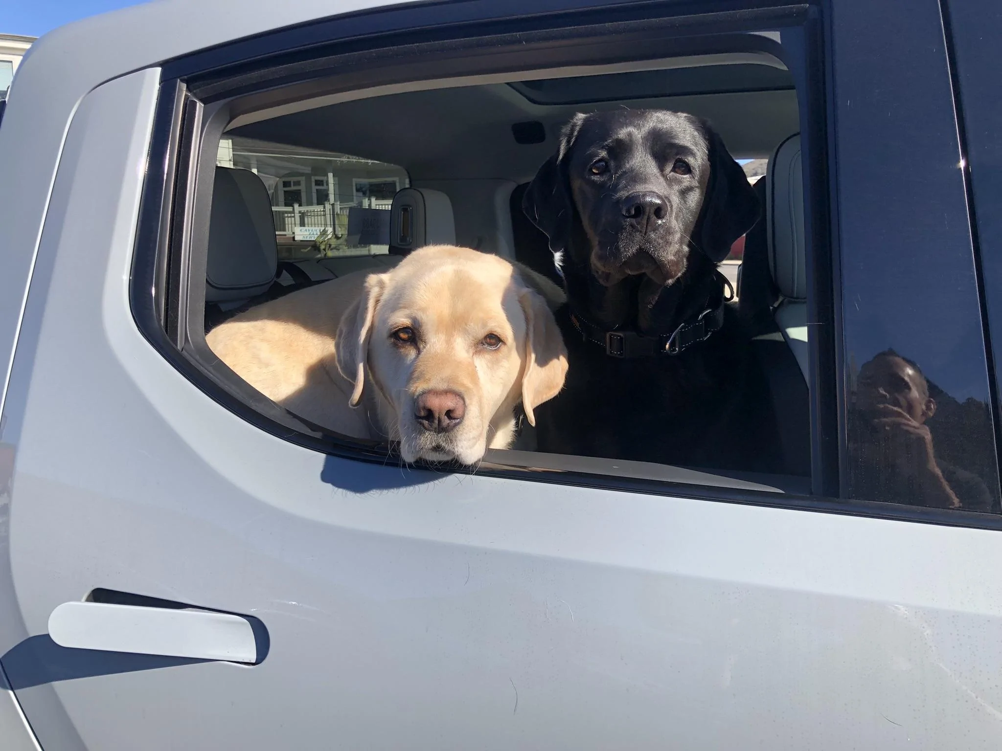 Dogs and Rivians ? | Rivian Forum - R1T R1S R2 R3 News, Specs, Models ...
